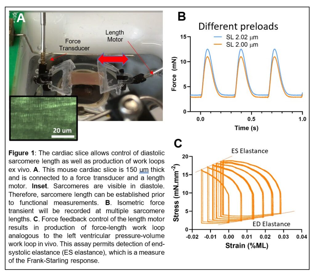 Cardiac Slice Contraction-Relaxation - SARCOMETRICS