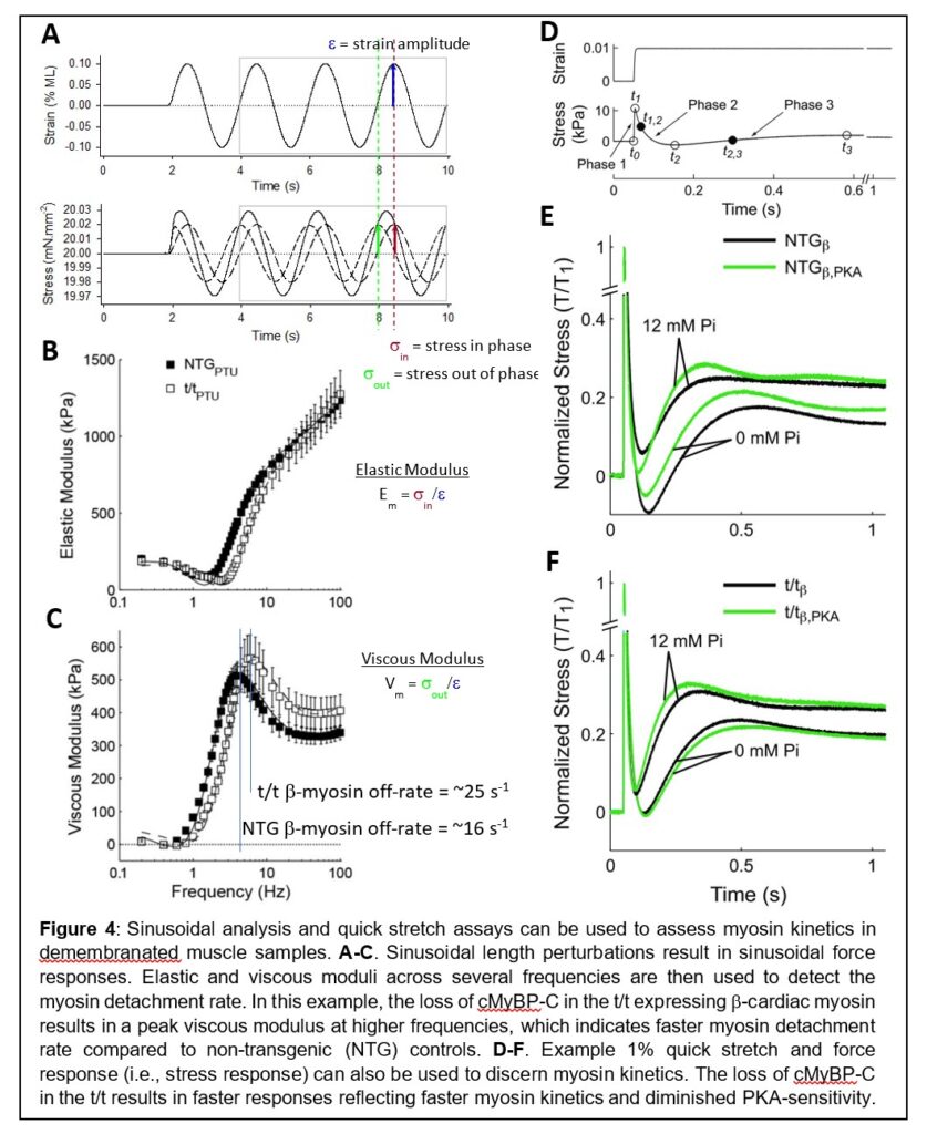 Myosin Crossbridge Kinetics in Muscle - SARCOMETRICS